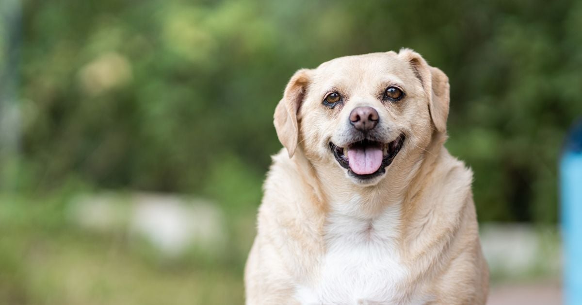 10 Tips to Help Your Chubby Dog Shed Pounds - Critter Culture