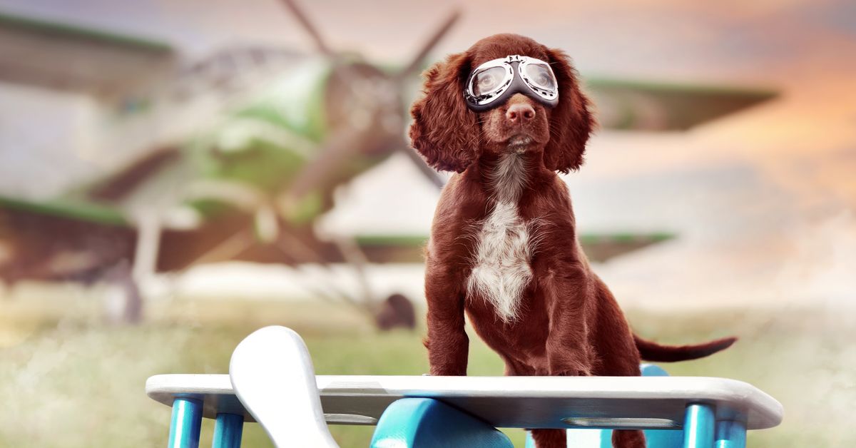 How to Make Flying Easy for You and Your Dog - Critter Culture