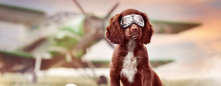 How to Make Flying Easy for You and Your Dog - Critter Culture