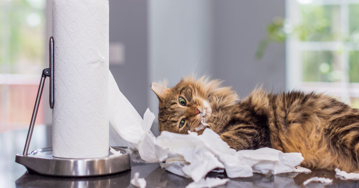 Home Sweet Home: 10 Tips for Cat Safety - Critter Culture