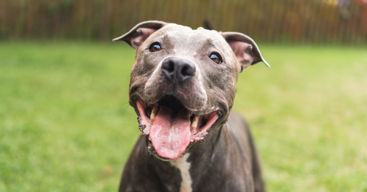 Common Myths About Pit Bulls - Critter Culture