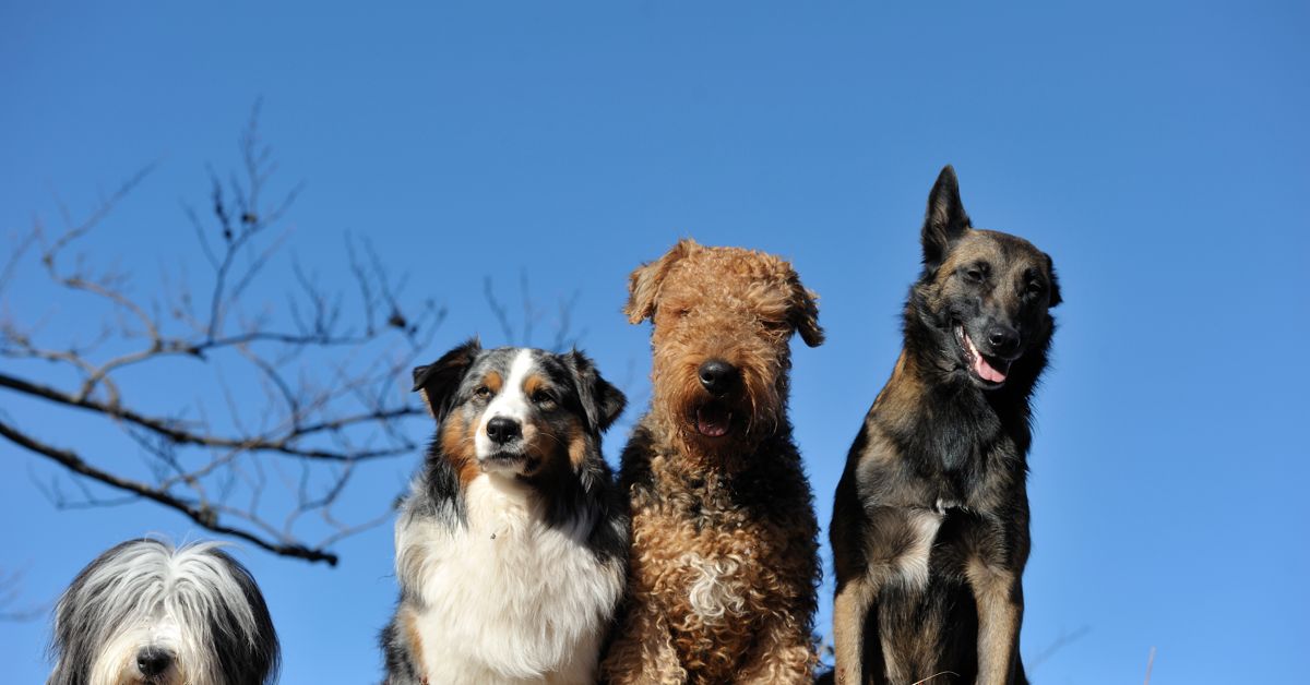 The 25 Most Aggressive Dog Breeds - Critter Culture