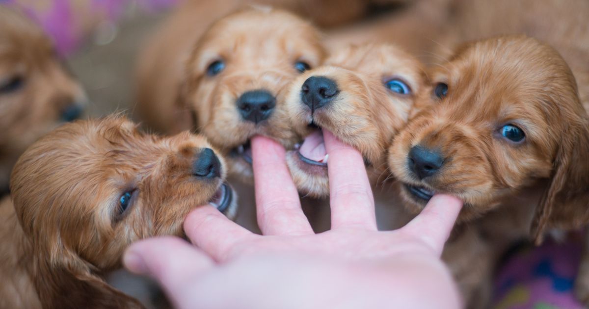 What You Need To Know About Dog Bites - Critter Culture