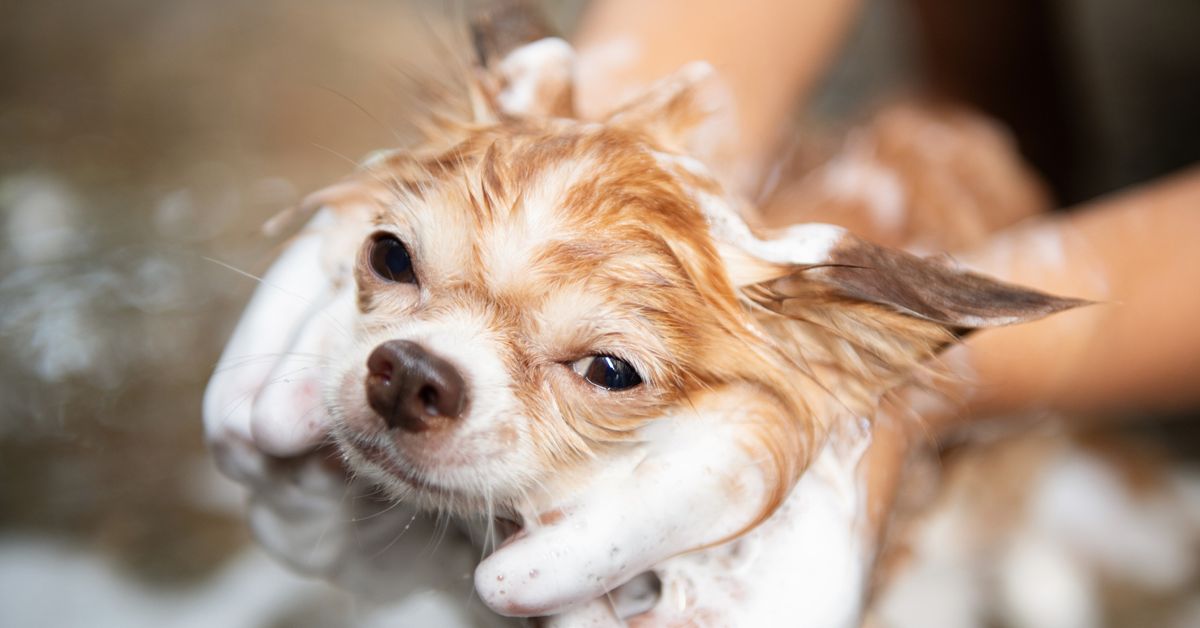 Removing Ticks With Dish Soap - Critter Culture