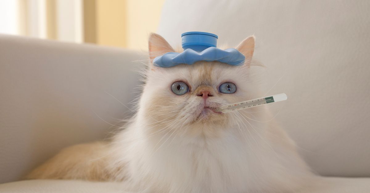 Signs Your Cat Might Be Sick - Critter Culture