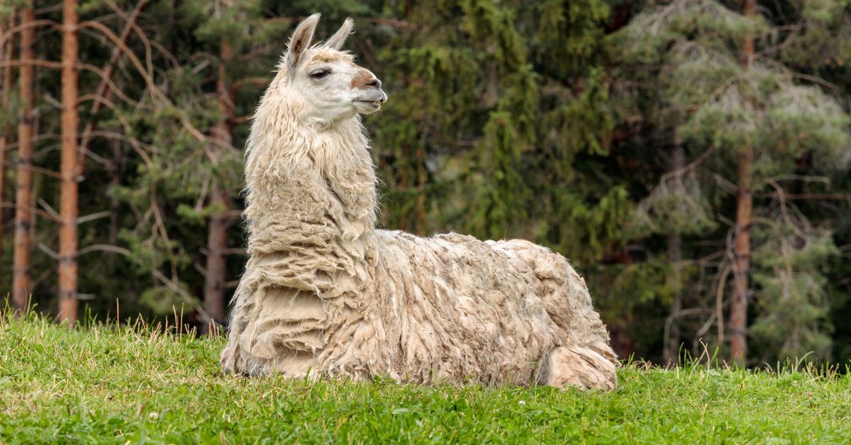 Things To Know Before Getting a Llama or Alpaca - Critter Culture