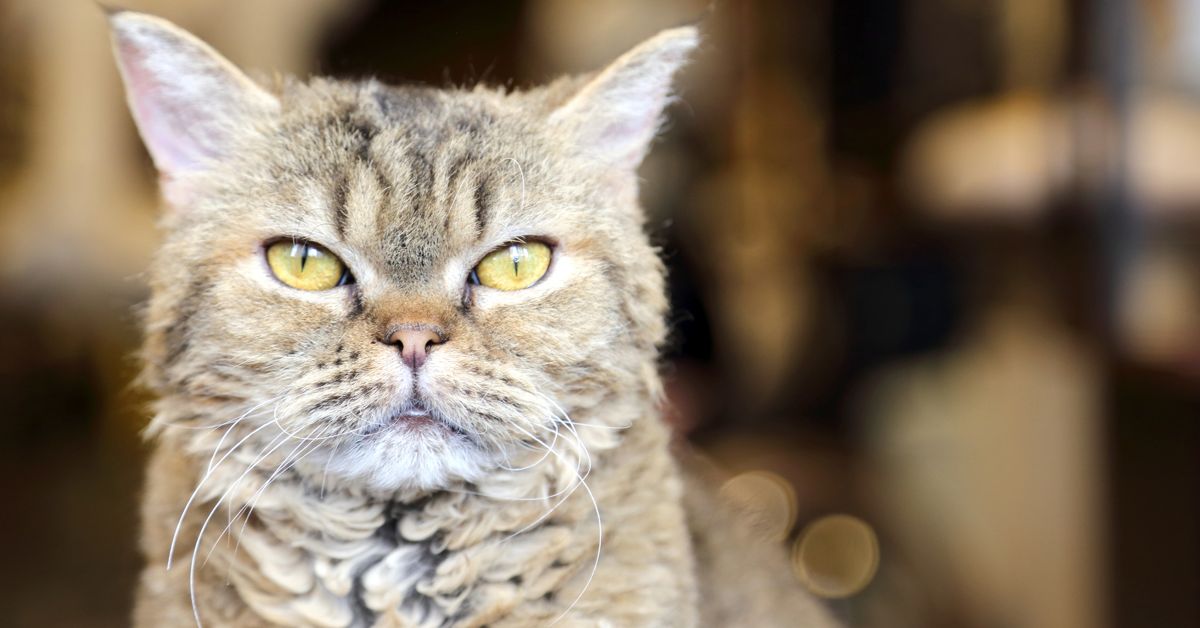 Discover the Striking LaPerm Cat - Critter Culture