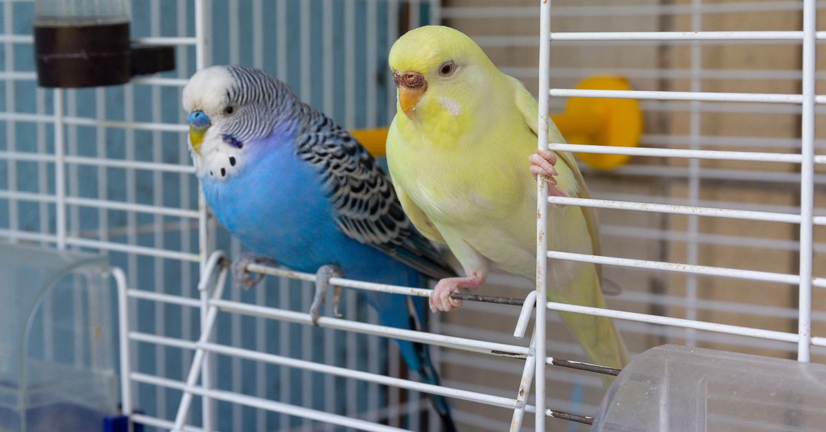 Signs You Shouldn't Get A Pet Bird - Critter Culture