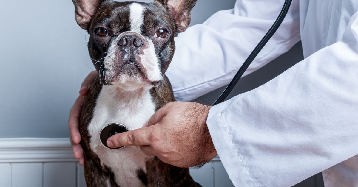 10 Common Genetic Disorders in Dogs - Critter Culture