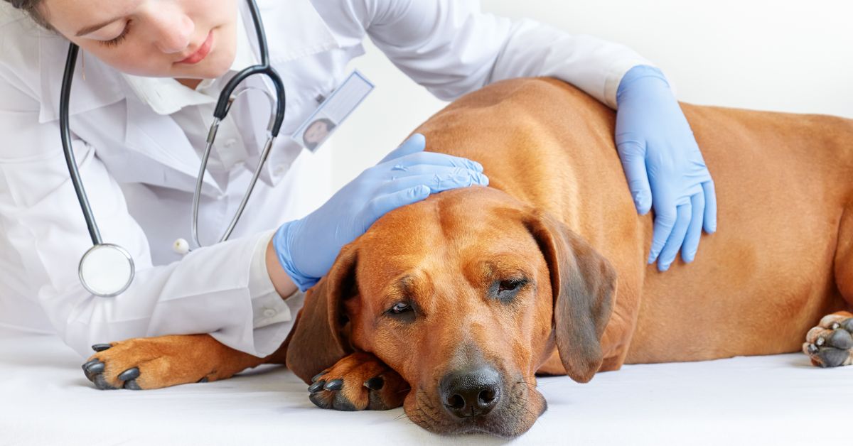 15 Essential Facts About Dogs and Skin Cancer - Critter Culture