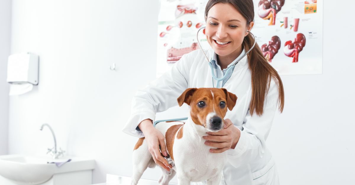Pyometra in Dogs: Symptoms and Treatment - Critter Culture