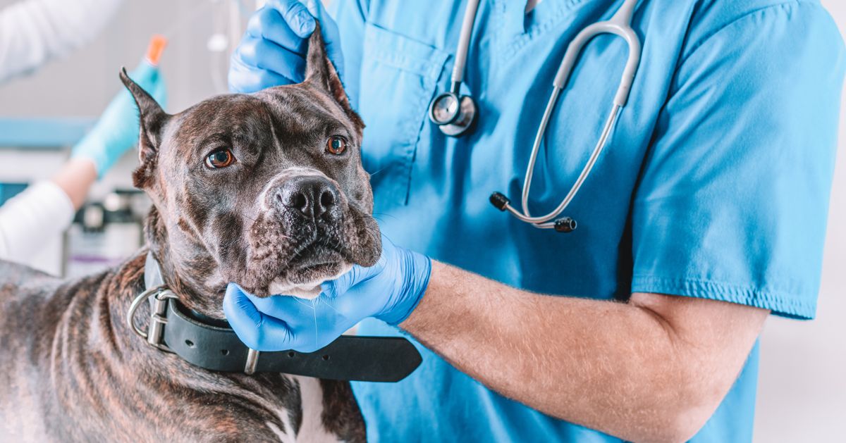 Sebaceous Cysts On Dogs: What Are They? - Critter Culture