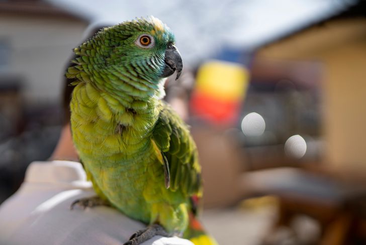 20 Animal Brainiacs: The World's Smartest Animals - Critter Culture
