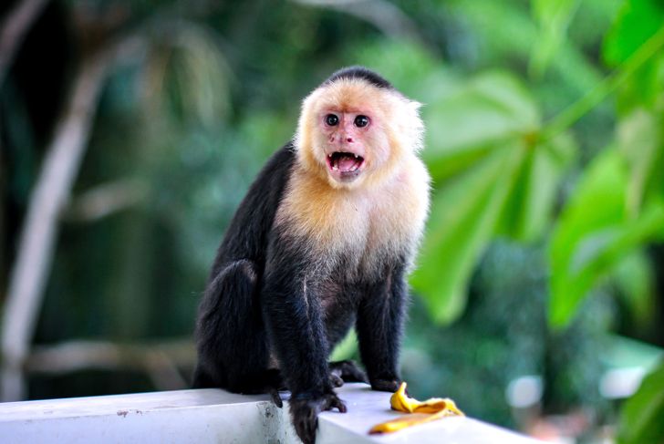 20 Animal Brainiacs: The World's Smartest Animals - Critter Culture