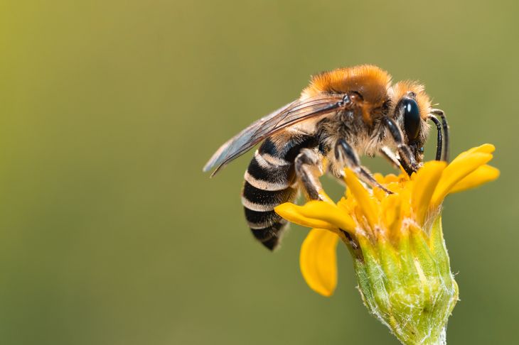 20 Animal Brainiacs: The World's Smartest Animals - Critter Culture