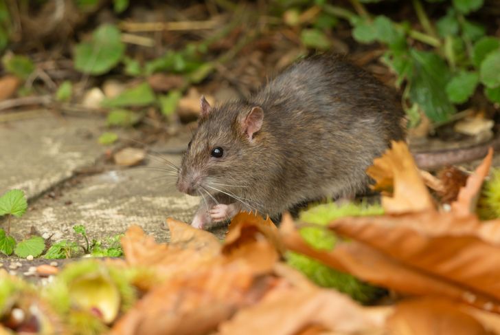 20 Animal Brainiacs: The World's Smartest Animals - Critter Culture