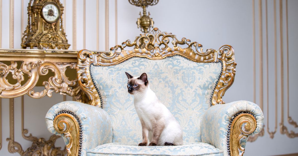 15 Regal Names That Recognize Your Cat's Superiority - Critter Culture