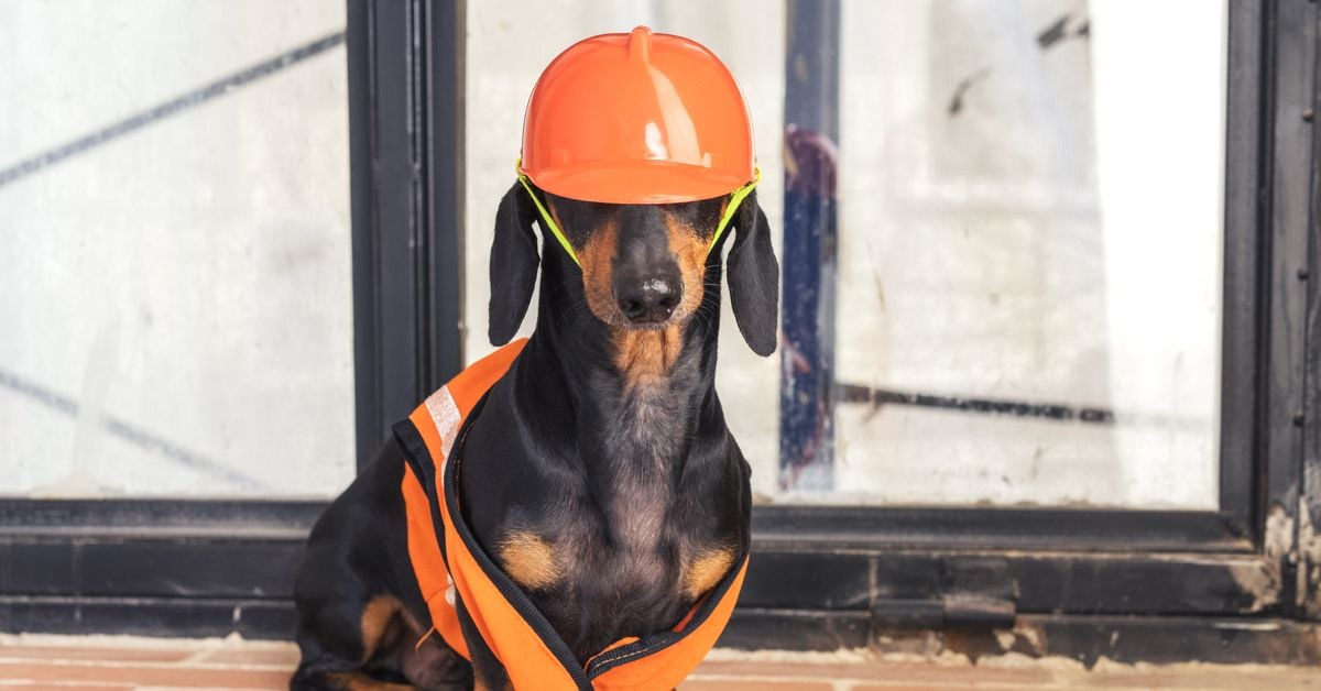 The Coolest Jobs for Pets - Critter Culture