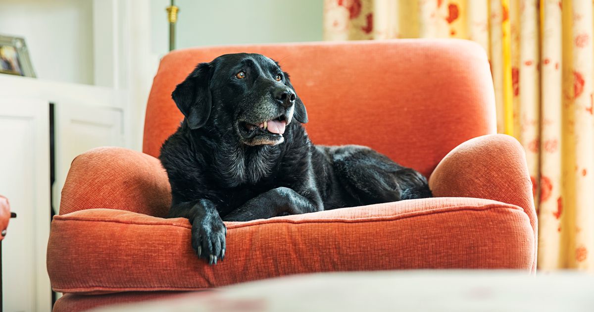 The World's Oldest Pets - Critter Culture