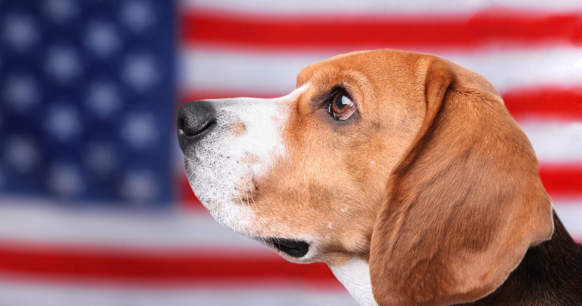 Presidential Pets That Left a Mark on History - Critter Culture