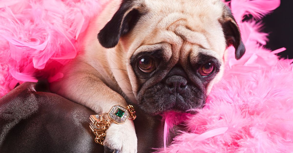 The Most Expensive Pets Ever Sold - Critter Culture