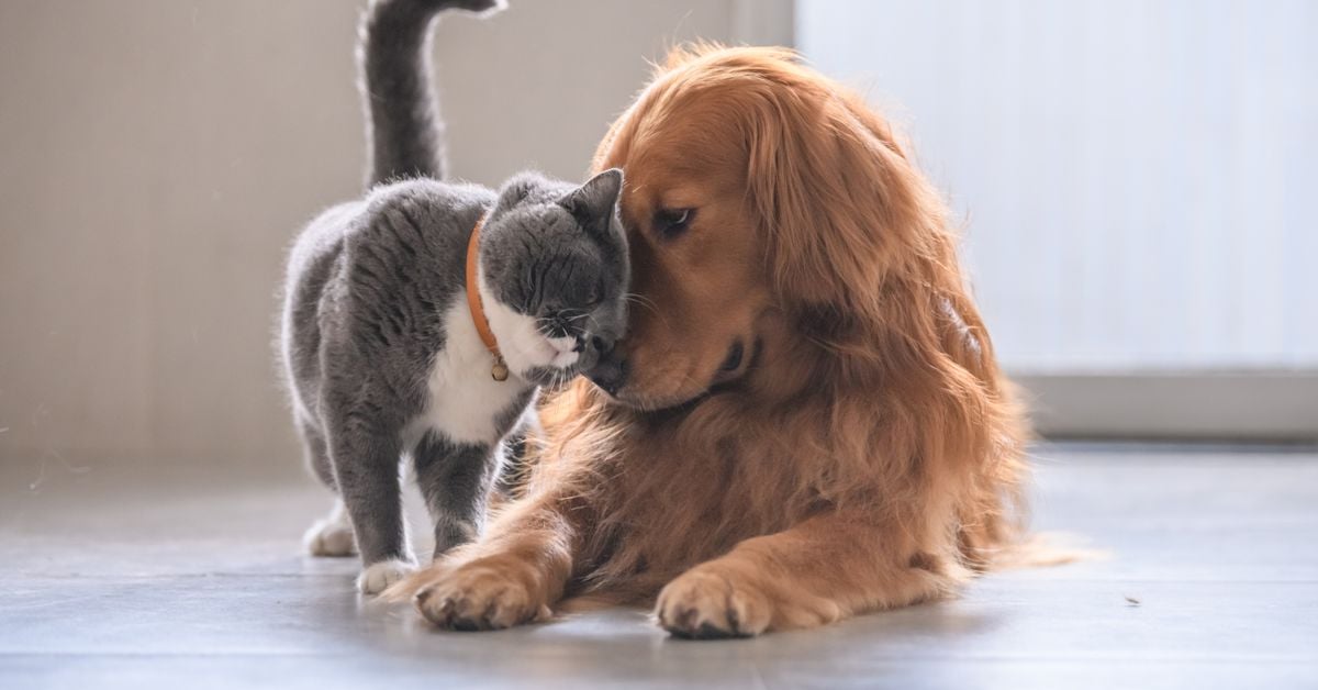 How Pets Communicate with Each Other - Critter Culture