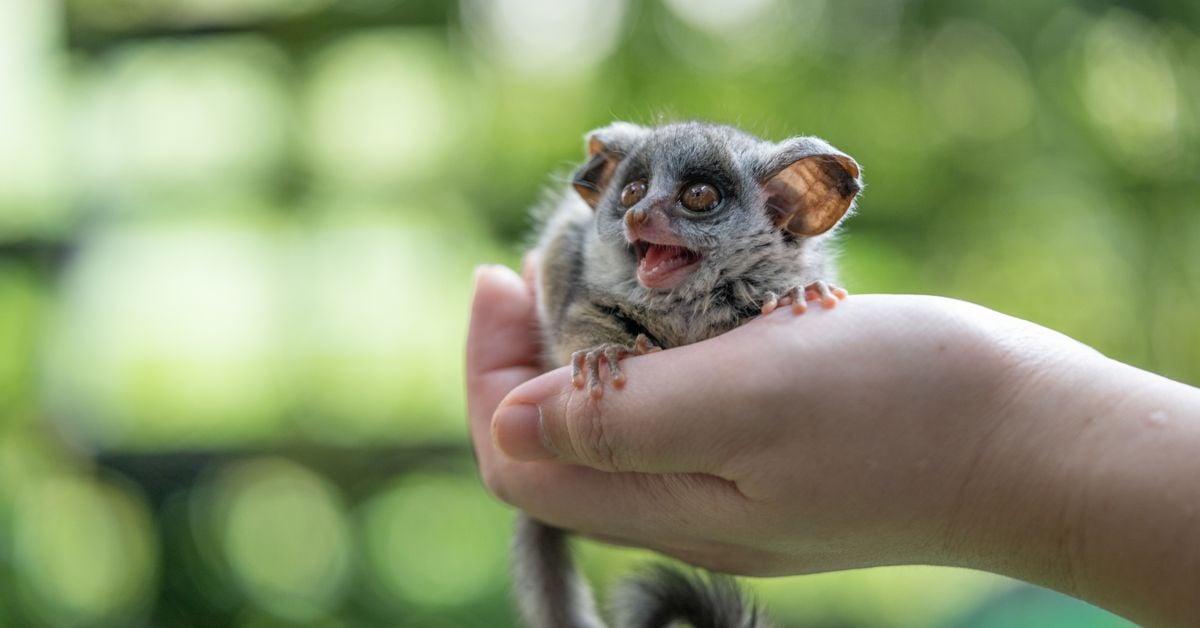 Things to Know Before Getting a Galago - Critter Culture