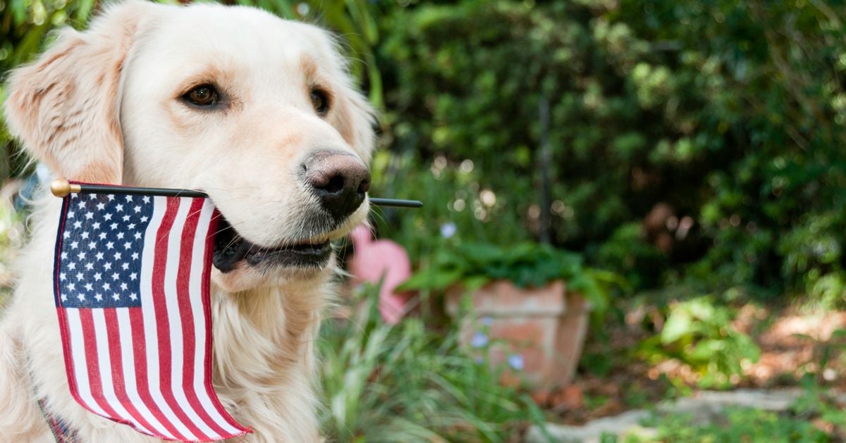 Most Popular Dog Names in 20 Countries - Critter Culture