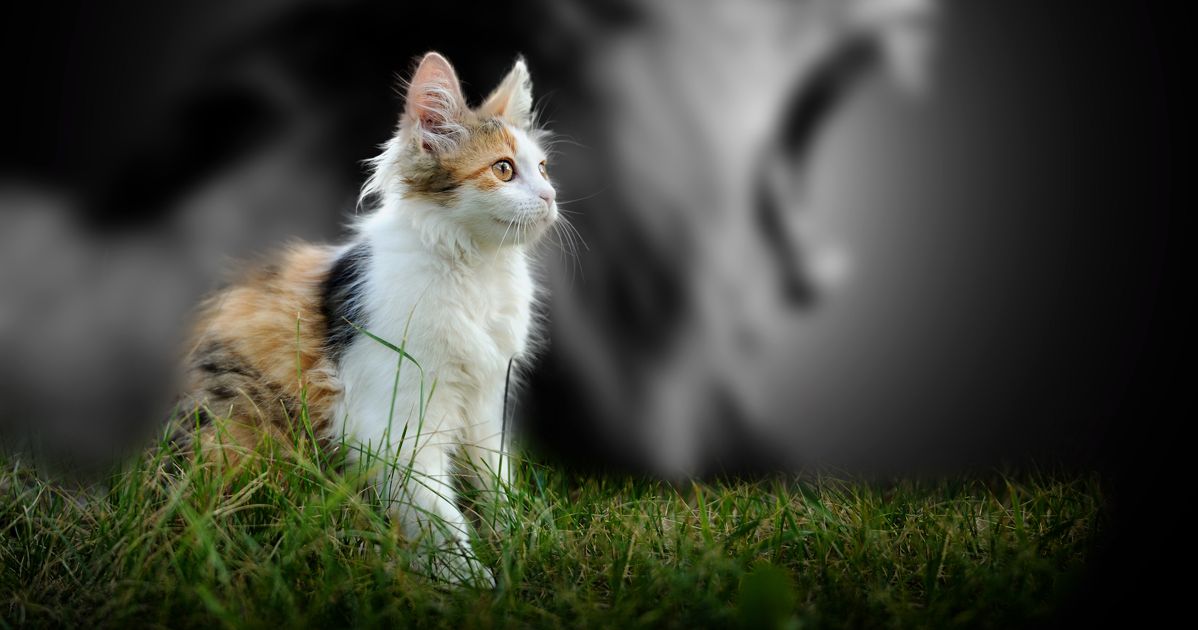 The Evolution of Pets: From Wild to Mild - Critter Culture