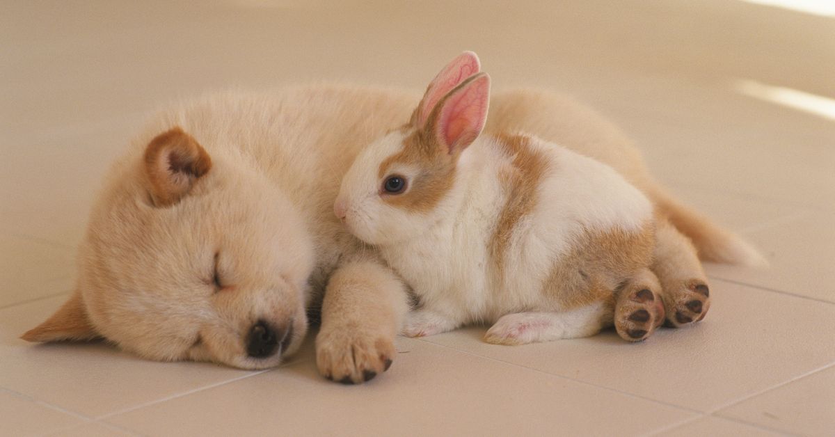 15 Unexpected Animal Friendships - Critter Culture