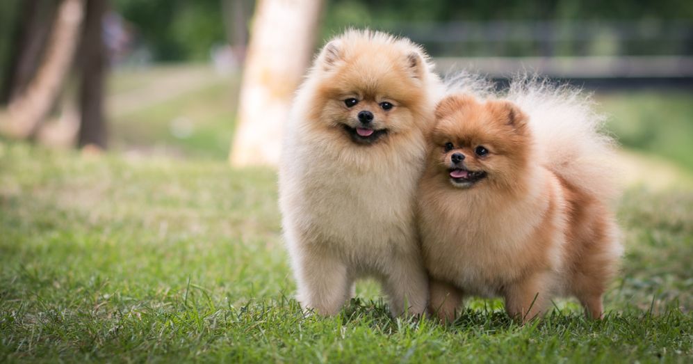 Dog Care Tips for Pomeranian Puffball - Critter Culture