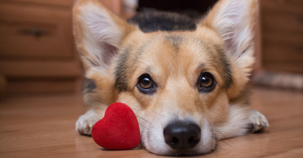 Pawsitively Adorable: Dog Valentine’s Gift Ideas - Critter Culture