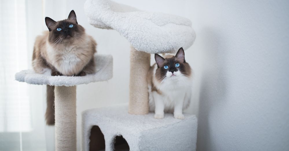 Step-by-Step Guide to Building the Perfect Cat Tree - Critter Culture