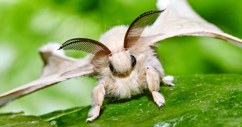 Fluffy Moths: The Beauty of These Unusual Insects - Critter Culture
