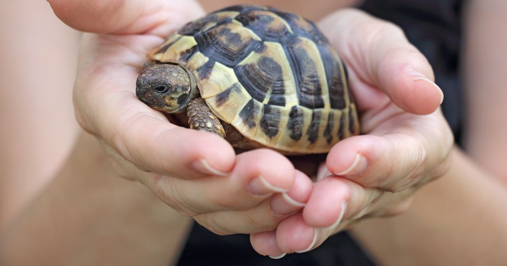 Finding the Perfect Name for Your Turtle Companion - Critter Culture