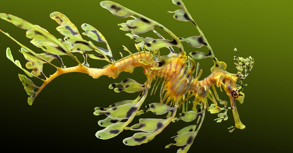 Fascinating Underwater Creatures You Need to See - Critter Culture