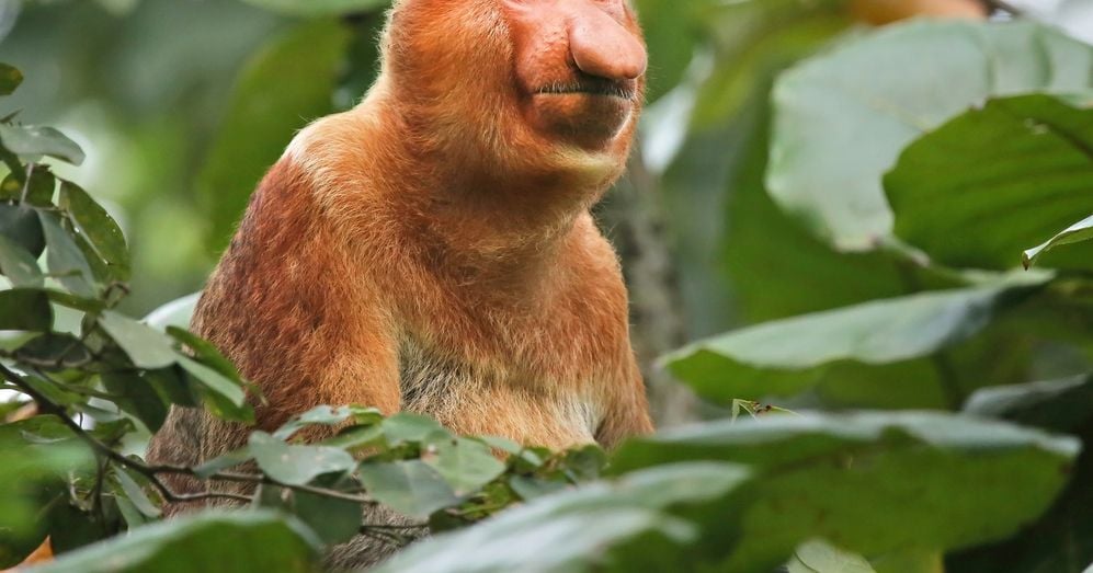 Discovering the World of Weird Animals: Nature's Oddities - Critter Culture