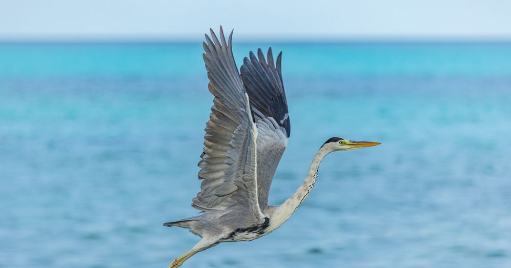 Majestic Heron: The Graceful Bird of the Wetlands - Critter Culture