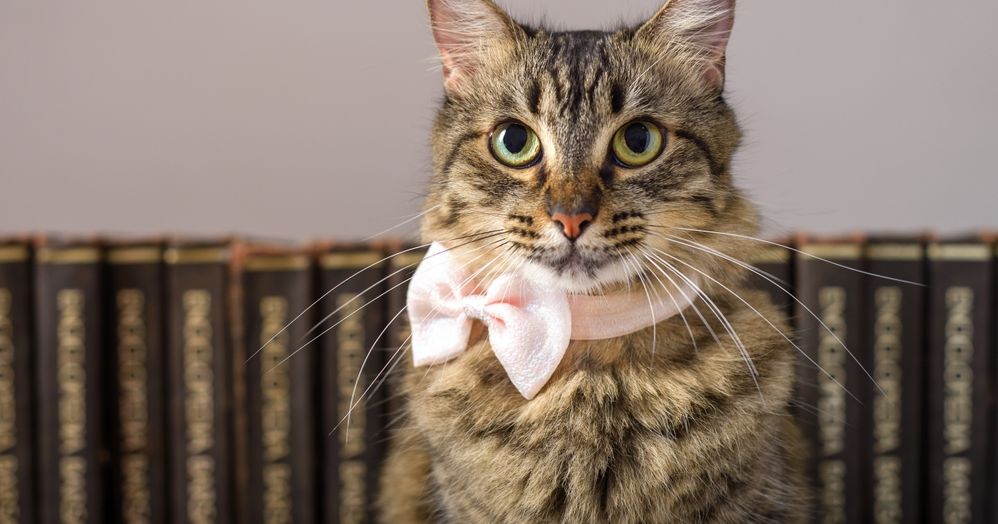 Coquette Cat Craze: All About This Charming Feline - Critter Culture