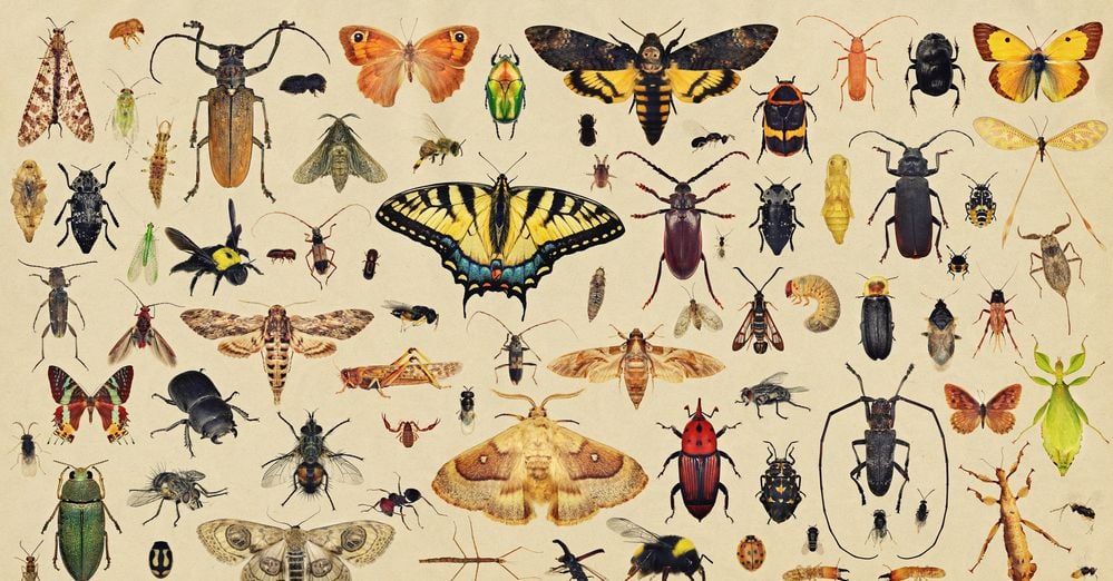 Love Bug: Celebrating the Affectionate Side of Insects - Critter Culture