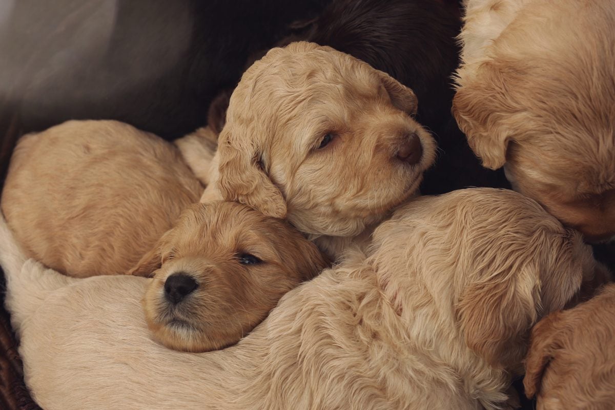 Do Labradoodles Like To Cuddle