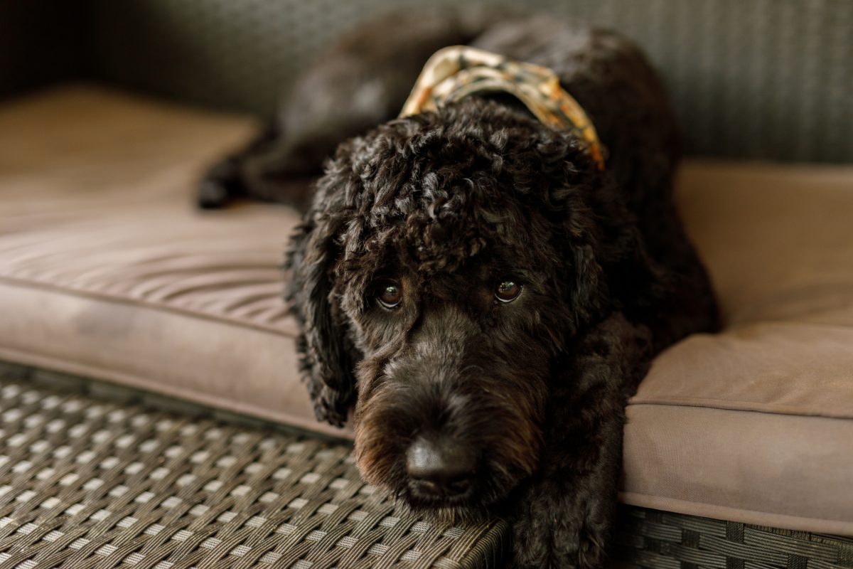 Do Labradoodles Like To Cuddle