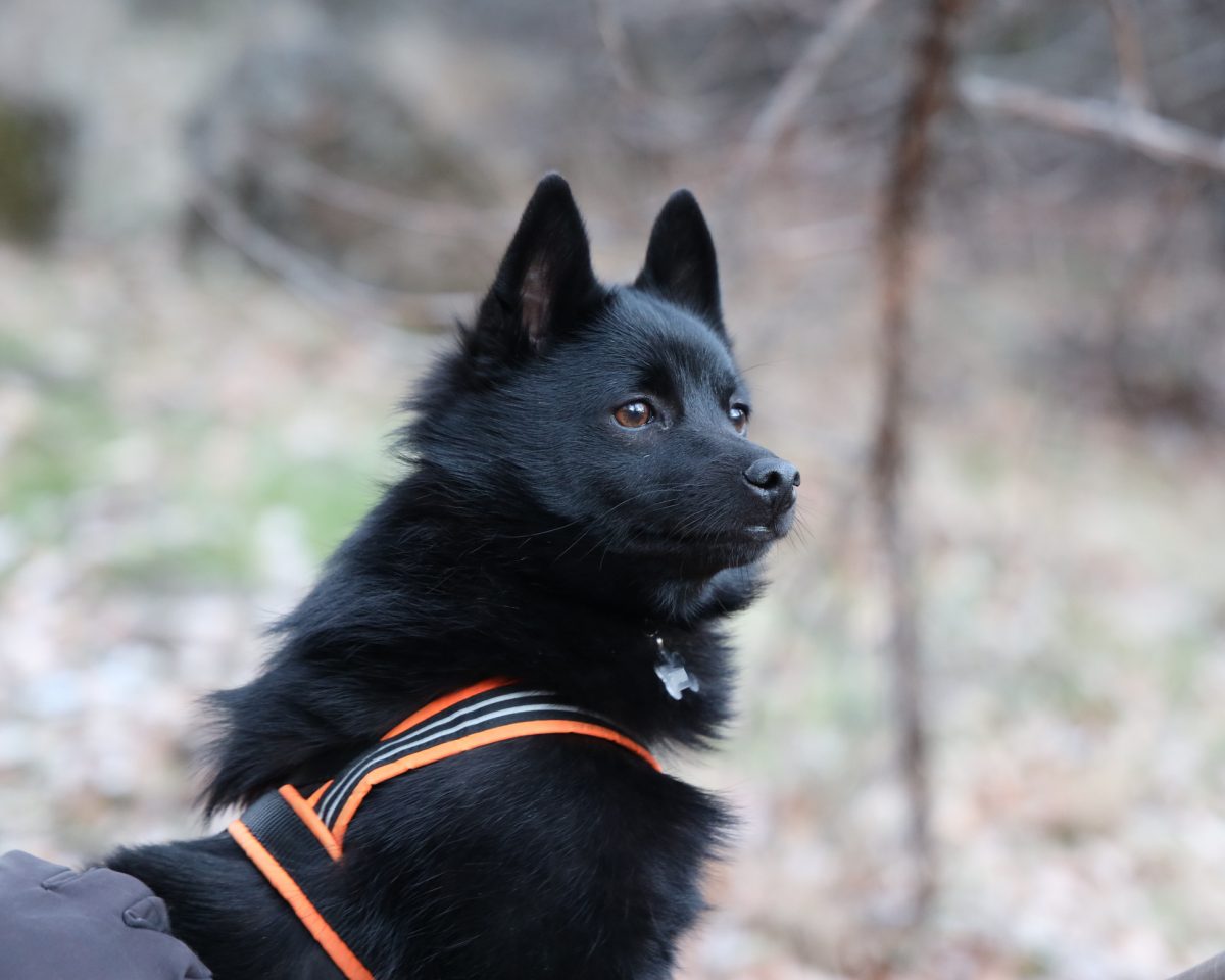 Can Schipperke Be Territorial