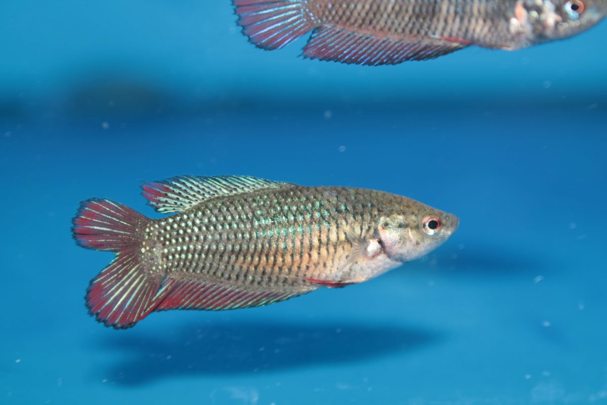 Female Betta Fish Types